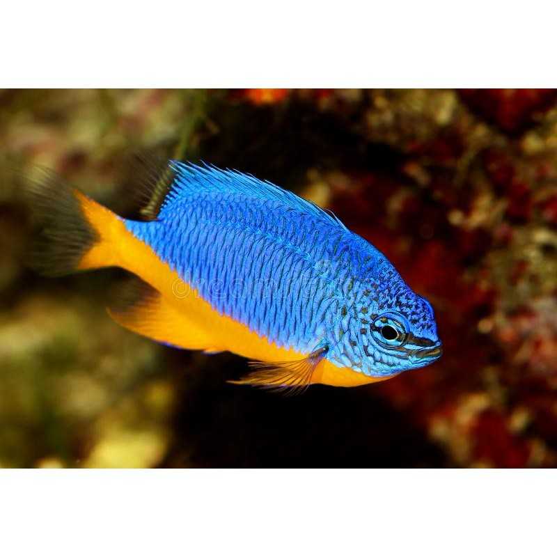 Chrysiptera hemicyanea