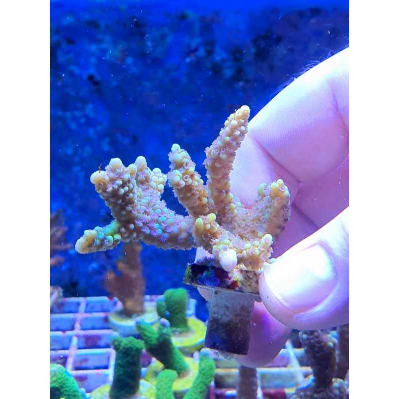 Montipora Capitata