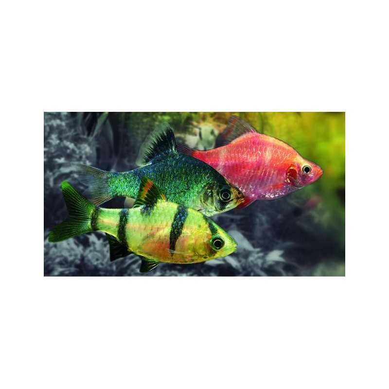 Tetrazona Surtido 6 unidades