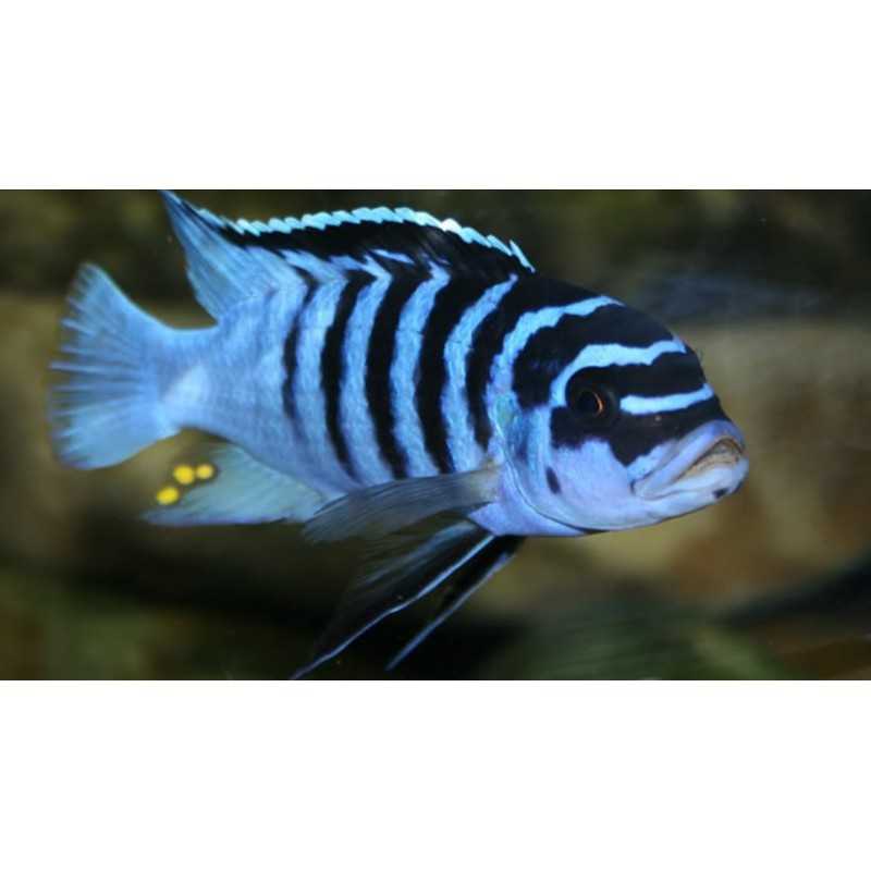 Pseudotropheus zebra azul