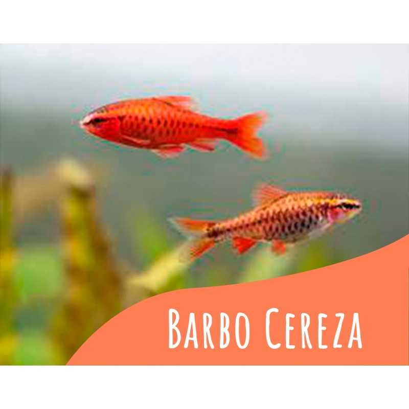 Barbo Cereza oferta
