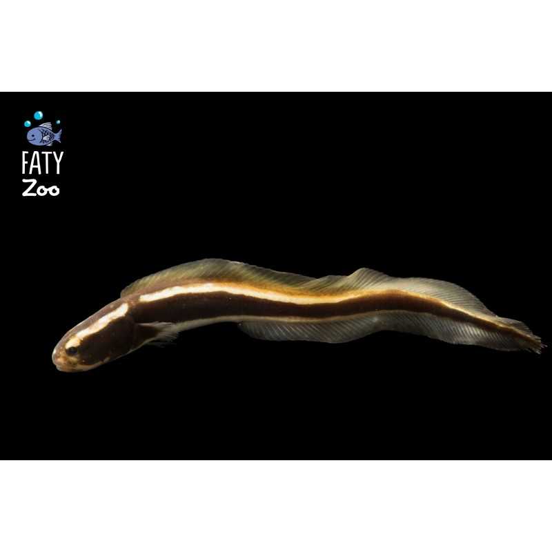 Convicted Goby o Arrow Goby