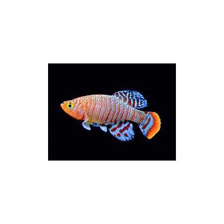 killi Nothobranchius rachovii