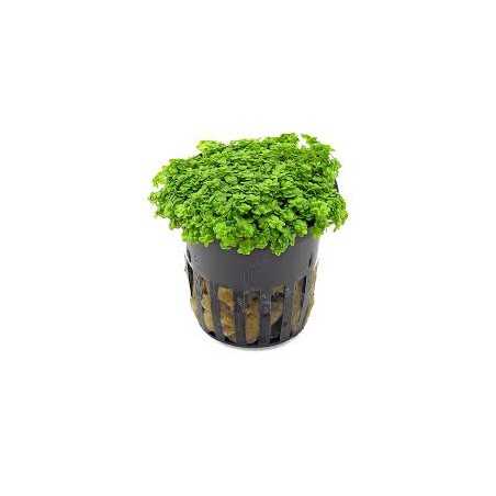 hemianthus callitrichoides